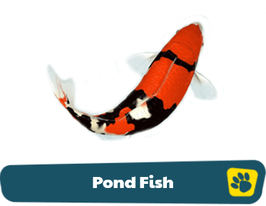 PawMits Pet Supplies | Dog, Cat, Animal, Bird, Fish, Reptile, Wildlife